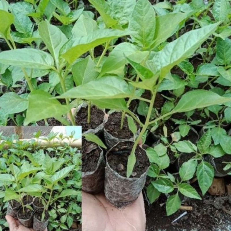 Jual BIBIT HIDUP - Bibit Cabe Rawit Setan Siap Tanam | Shopee Indonesia