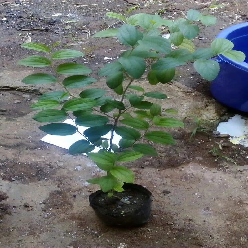 Jual Bibit Pohon Bidara / Widara / Sidr Arab Berduri - Ziziphus ...