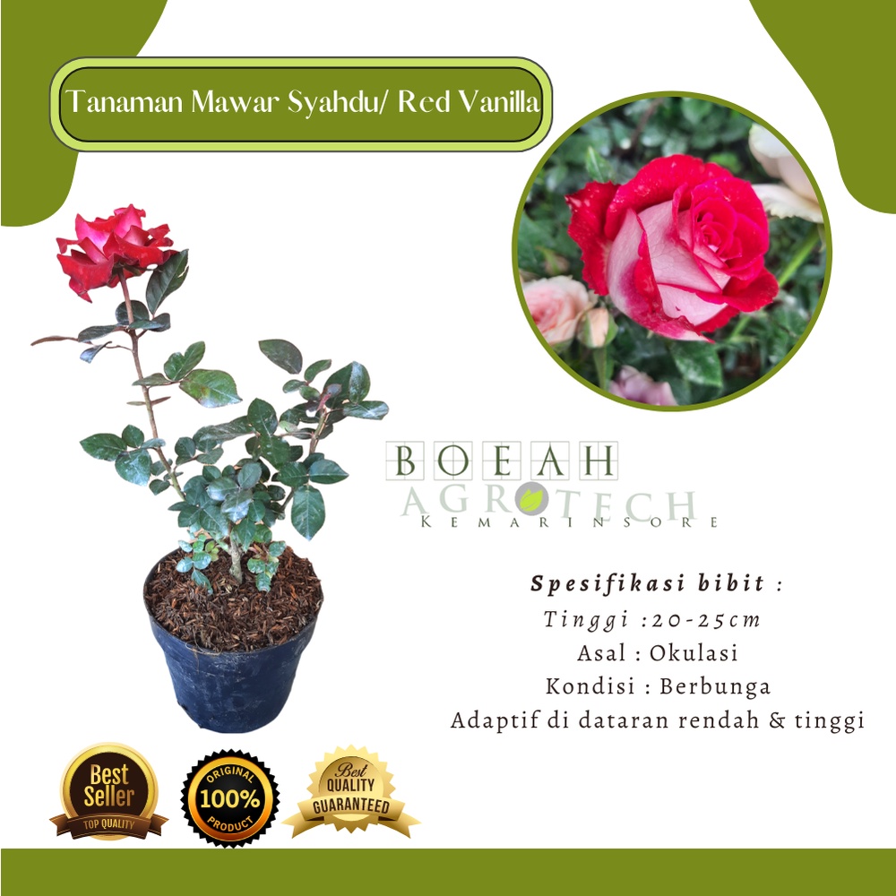 Jual Bibit Tanaman Bunga Mawar Ecer Warna Sudah Berbunga Bisa Pilih ...
