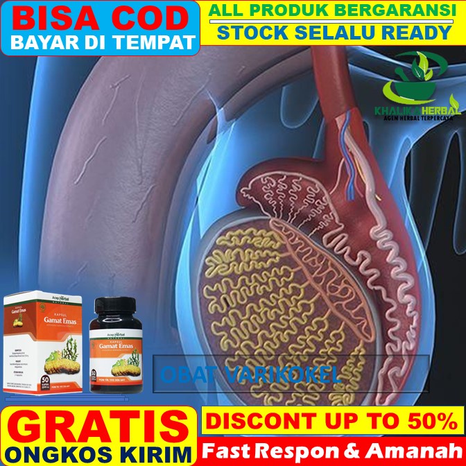 Jual Obat Varikokel Obat Varikokel Herbal Hidrokel Obat Testis Bengkak