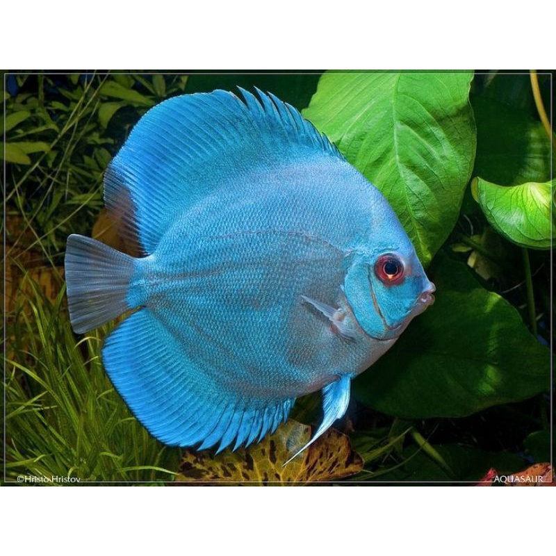 Jual Discus Blue Diamond 5 cm | Shopee Indonesia
