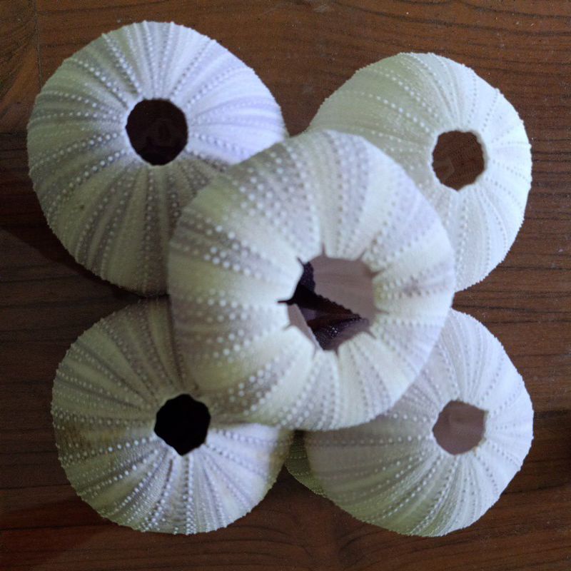 Jual CANGKANG BULU BABI LANDAK LAUT SEA URCHIN | Shopee Indonesia