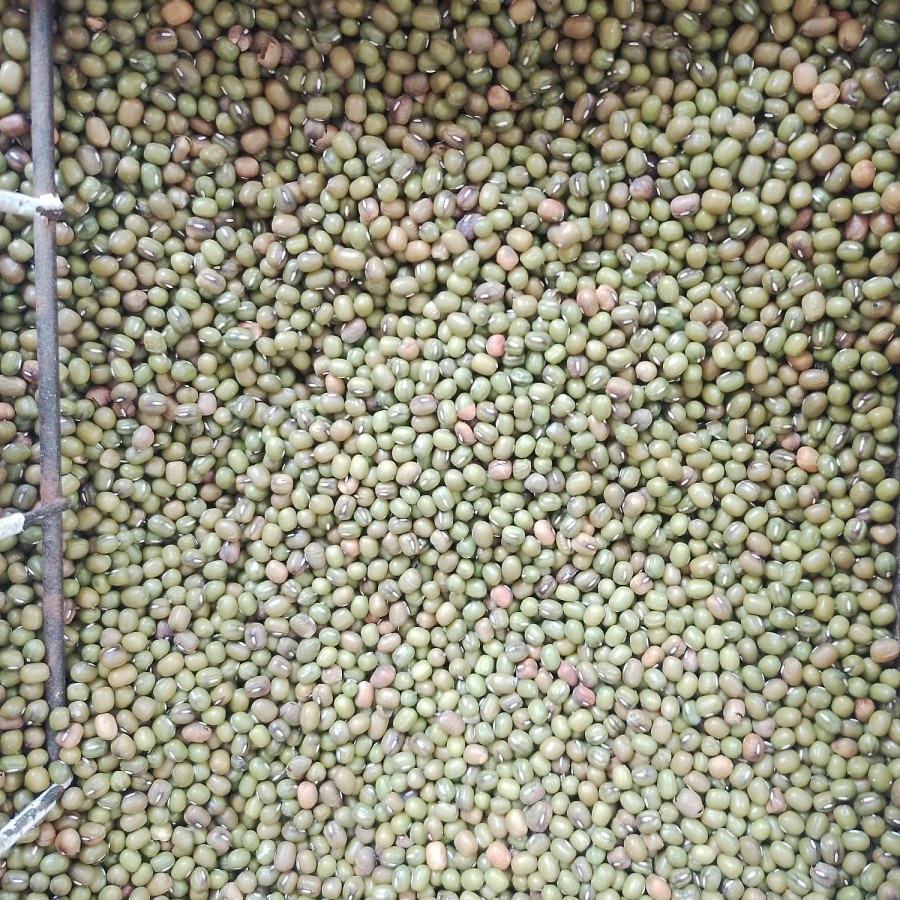 Jual Kacang Hijau curah - 1000 gram (1 kg) | Shopee Indonesia