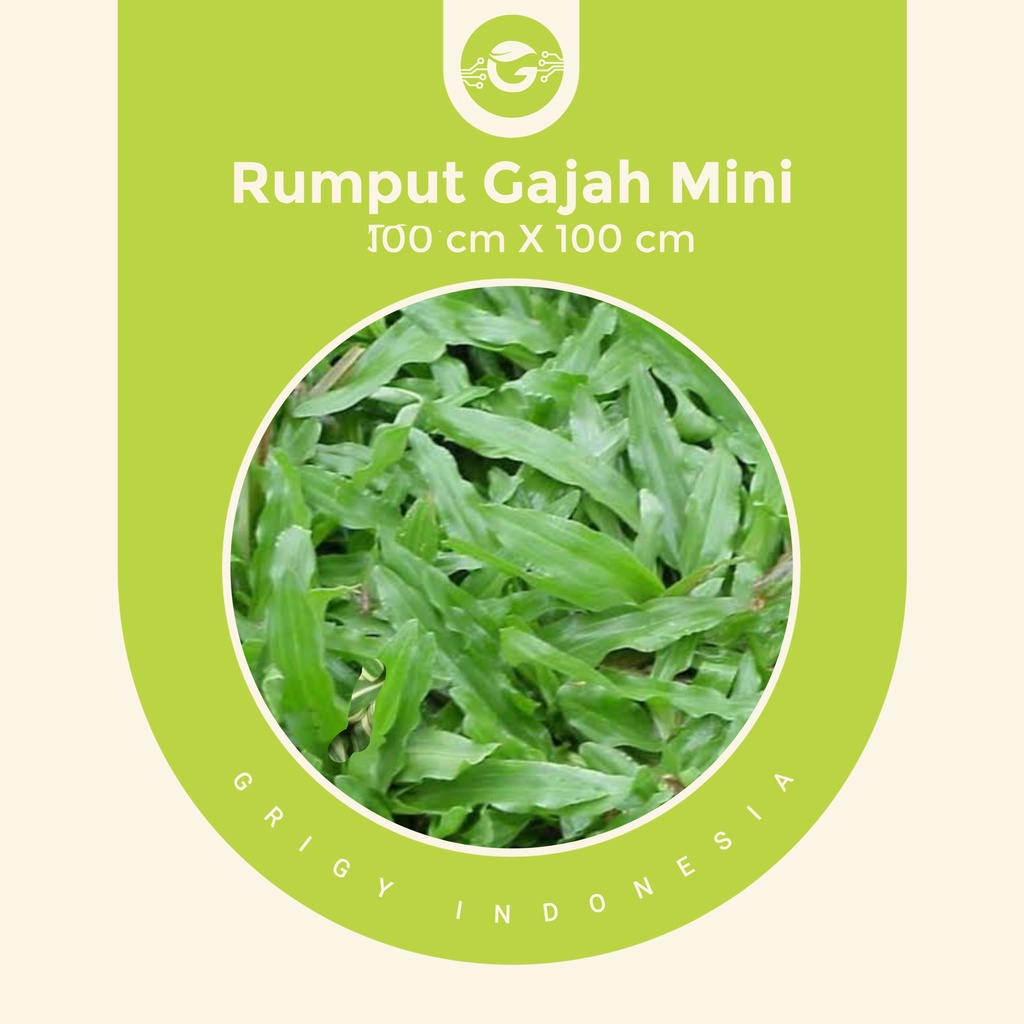 Jual RUMPUT GAJAH MINI ASLI 1 METER | Shopee Indonesia