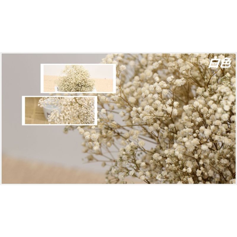 Jual Bunga Baby's Breath (Gypsophila paniculata) | Shopee Indonesia
