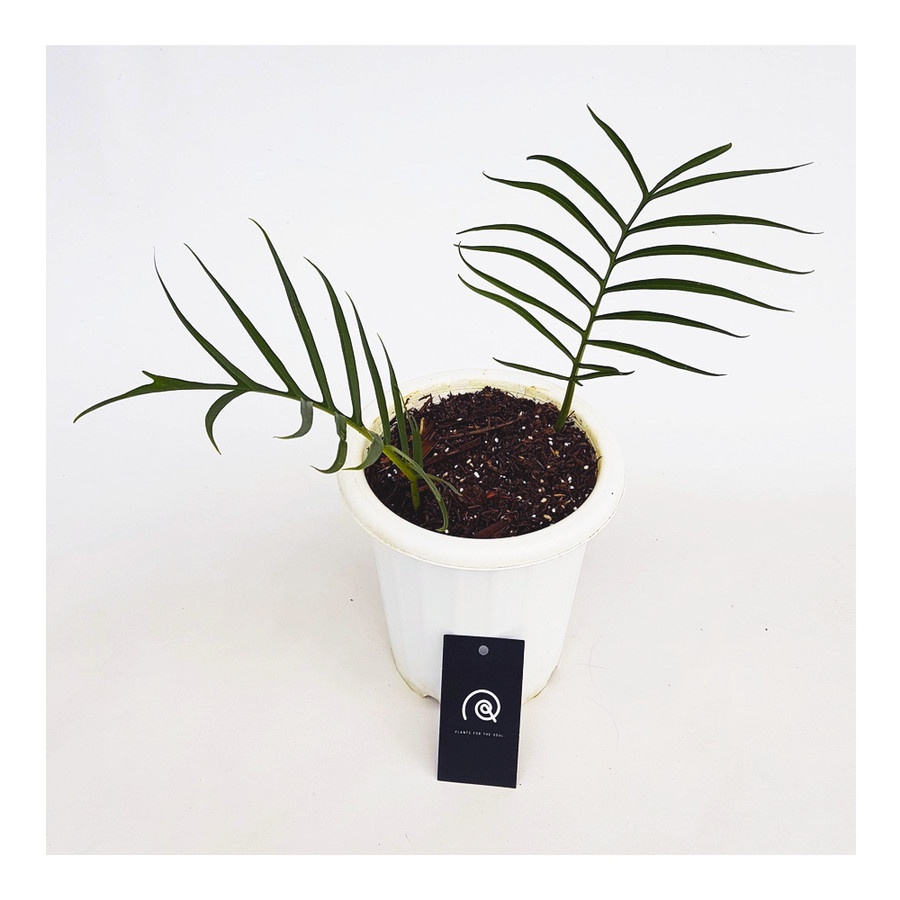 Jual Philodendron Tortum - Tanaman Hias / philo / koleksi | Shopee ...