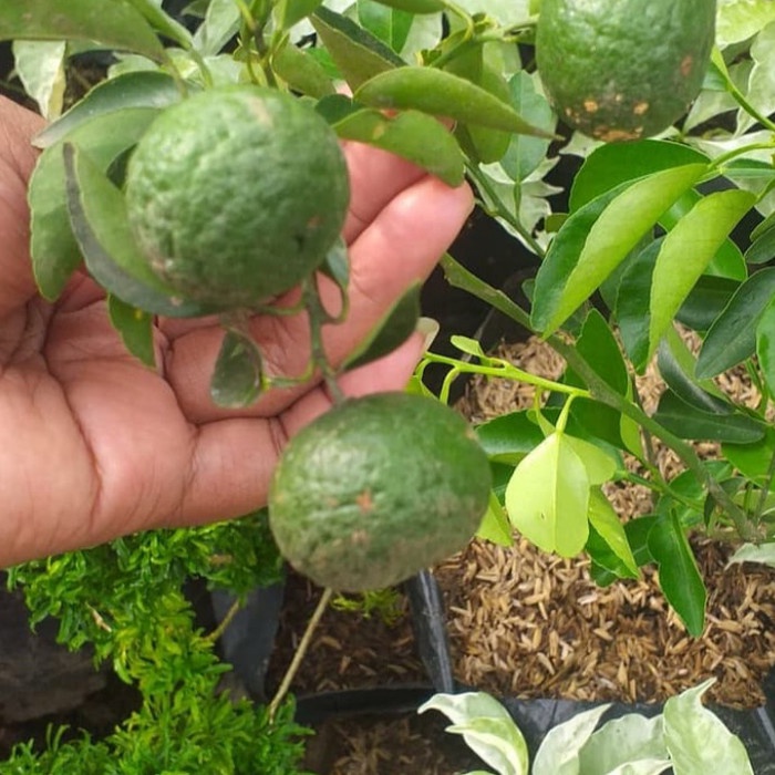 Jual tanaman pohon jeruk limo | Shopee Indonesia