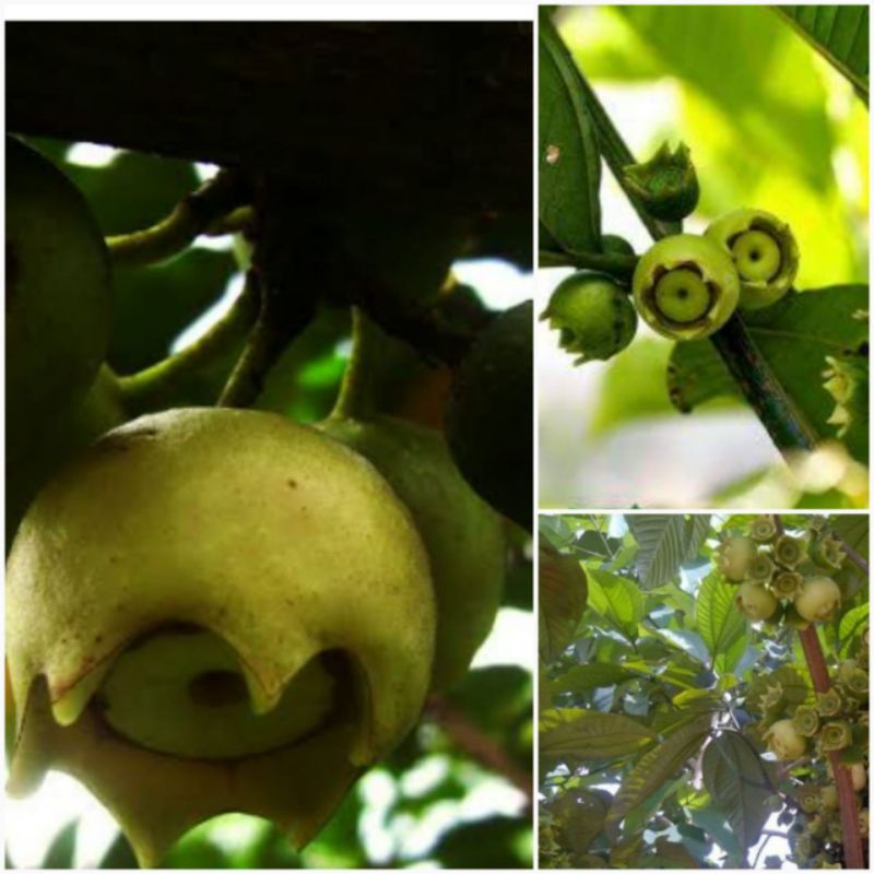 Jual Buah jambu tangkalak/harendong besar | Shopee Indonesia