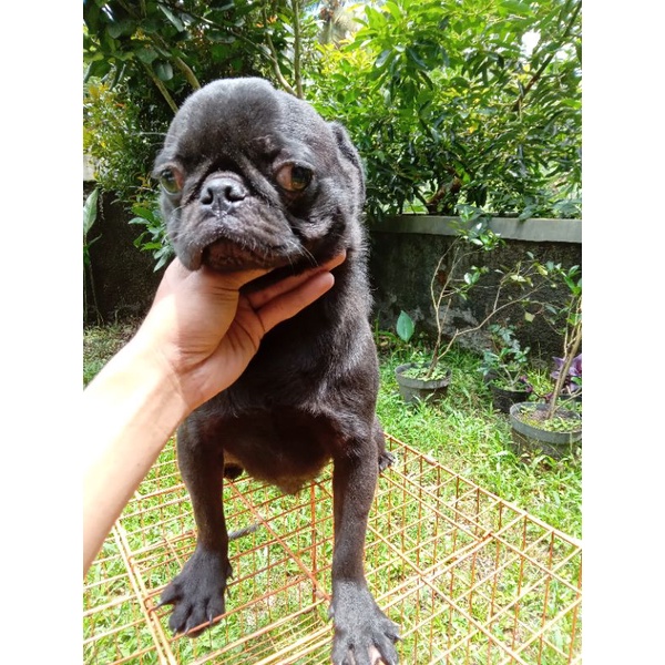 Jual Anjing mini black pug | Shopee Indonesia