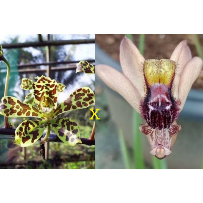 Jual Anggrek Silangan Grammatophyllum scriptum atau Anggrek Macan dan ...