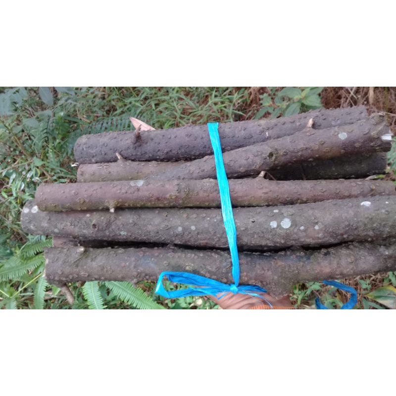 Jual kayu bakar kering api unggun jenis kayu lemo | Shopee Indonesia