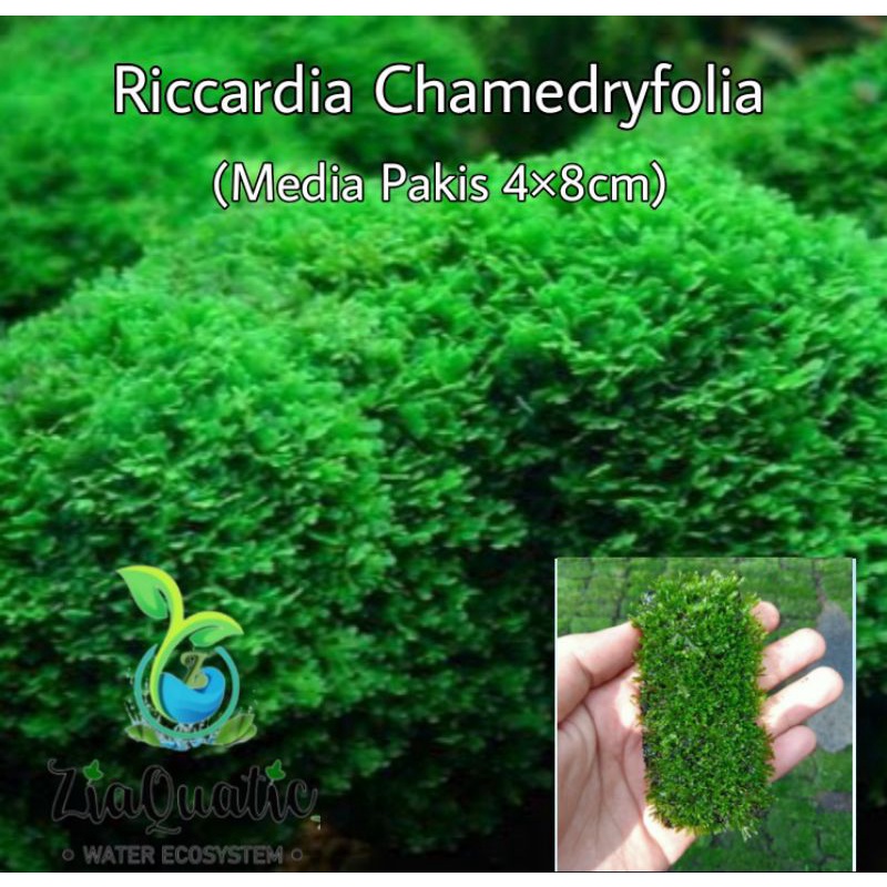 Jual Tanaman aquascape aquarium Moss Riccardia (Media Pakis) | Shopee ...