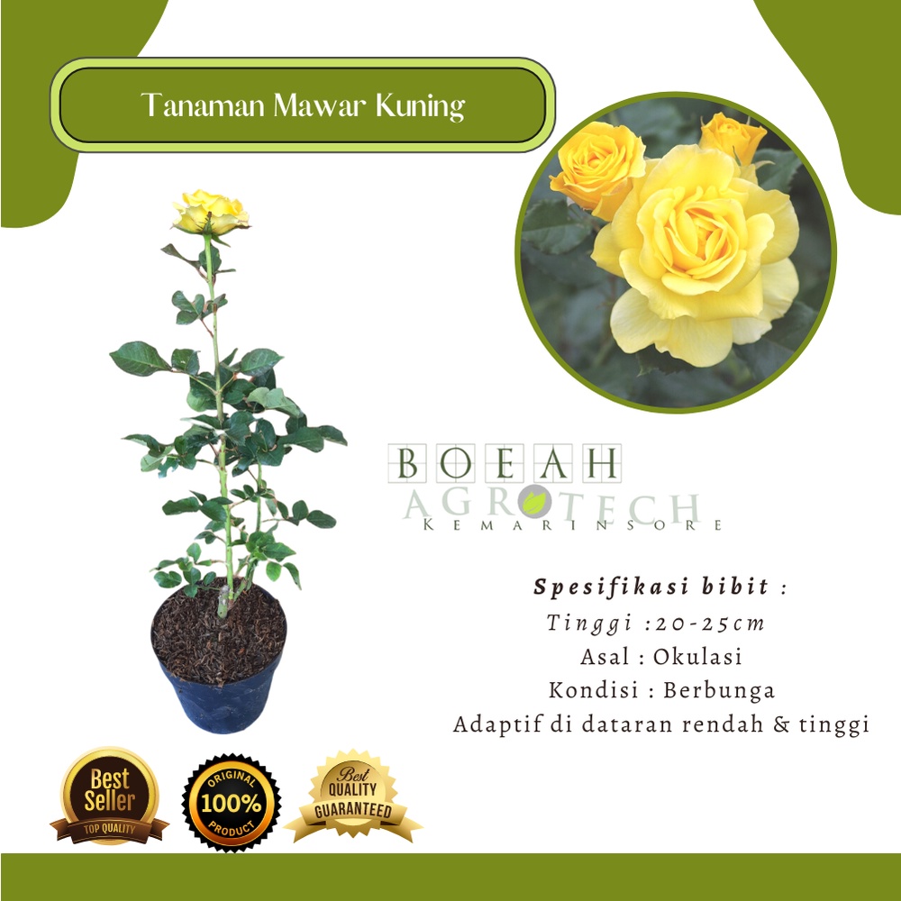 Jual Bibit Tanaman Bunga Mawar Ecer Warna Sudah Berbunga Bisa Pilih ...