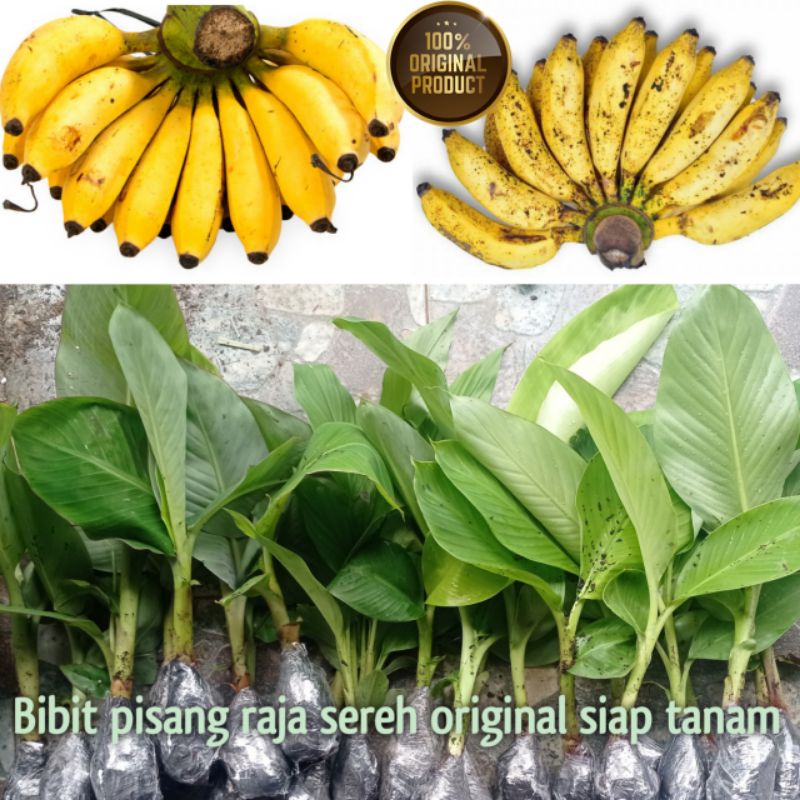 Jual BIBIT POHON PISANG RAJA SEREH ORIGINAL SIAP TANAM | Shopee Indonesia