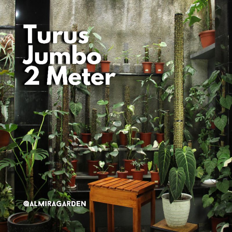 Jual Turus Lumut Jumbo 2 Meter / Moss pole 200 cm / Tiang Penyangga ...