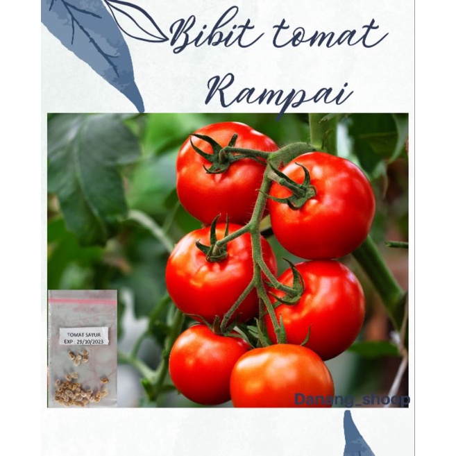 Jual (45 Benih) Bibit tomat buah / tomat rampai | Shopee Indonesia