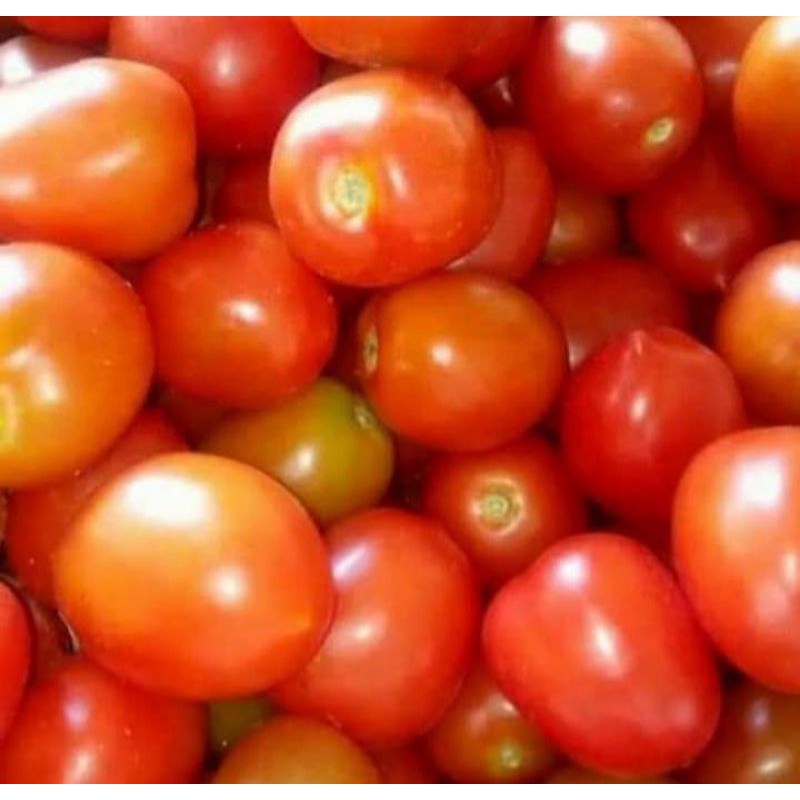Jual Tomat merah segar 1KG | Shopee Indonesia