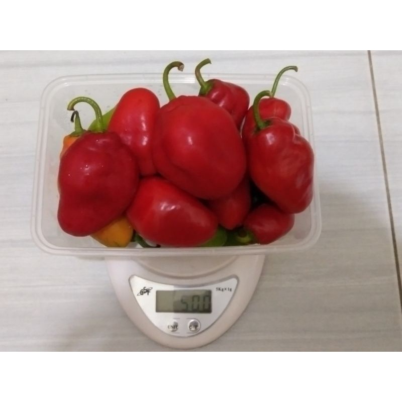 Jual Cabai Gendot / Lombok Terong 250gr, 500gr, 1Kg | Shopee Indonesia