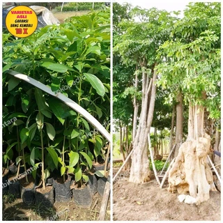 Jual Tanaman Pule Terlengkap & Harga Terbaru Juli 2024 | Shopee Indonesia