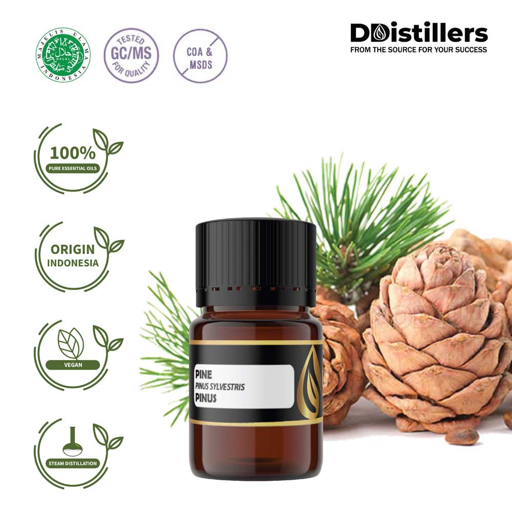 Jual Pine / Pinus Essential Oil Pure 100%, 2ML-10ML GS | Shopee Indonesia