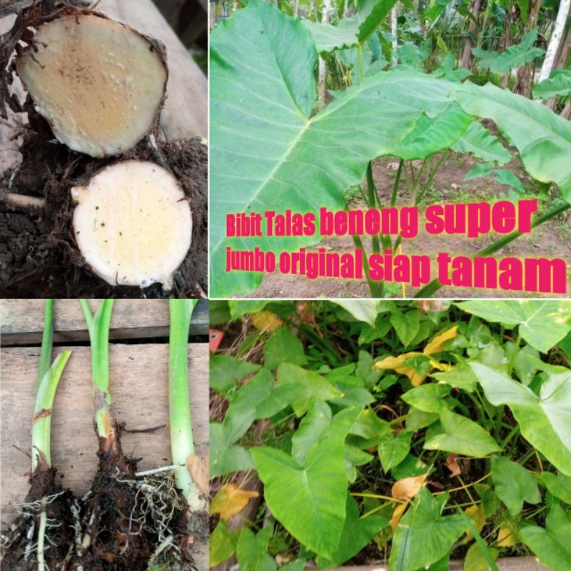 Jual Bibit talas beneng super jumbo siap tanam | Shopee Indonesia