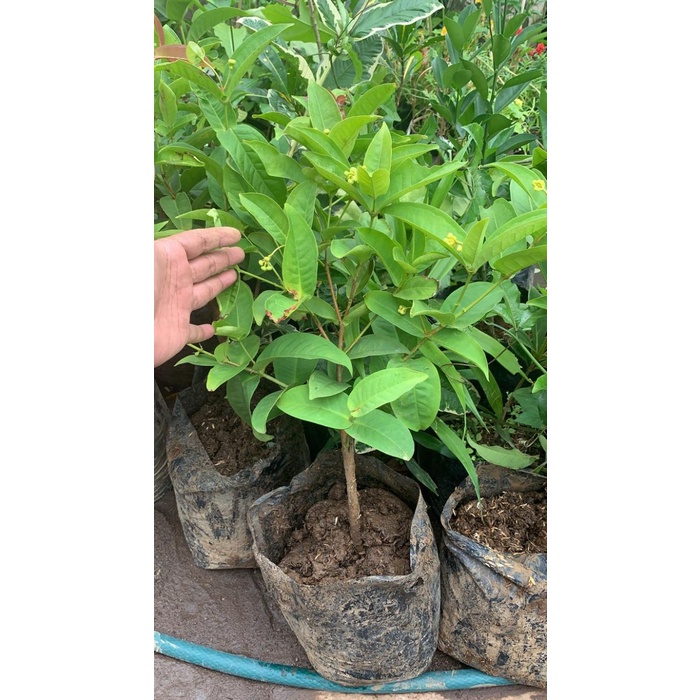 Jual Bibit Pohon Jambu Air Kancing Merah - Buah Jambu - Tanaman Jambu ...