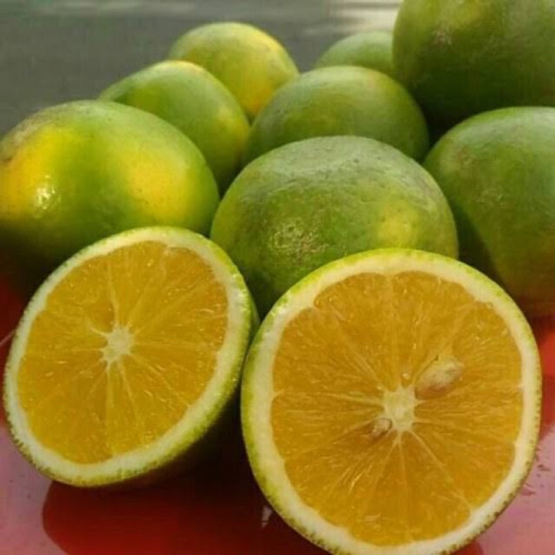 Jual buah jeruk peras jeruk baby java sunpride // jeruk iris pacitan ...