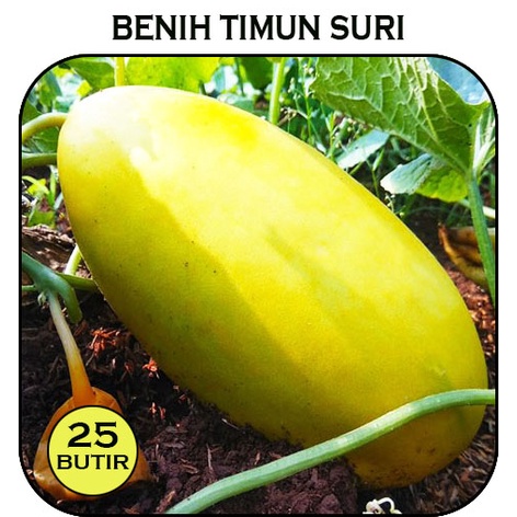 Jual Benih Eceran Timun Suri isi 25 butir | Shopee Indonesia