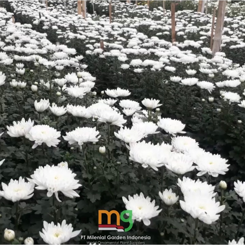Jual bunga potong aster krisan putih bunga besar isi 10 pcs - bunga ...