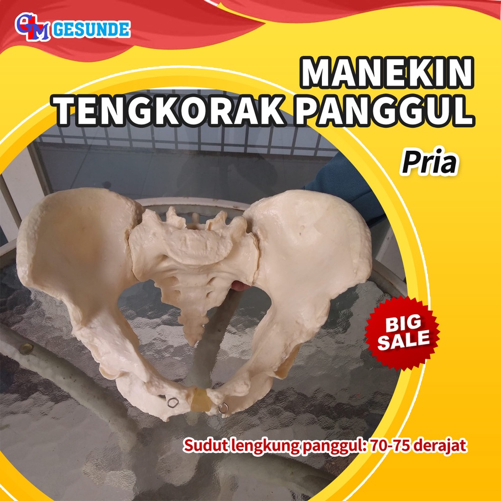 Jual Manekin Torso Peraga Pendidikan Tulang Panggul Pria/Torso Anatomi ...