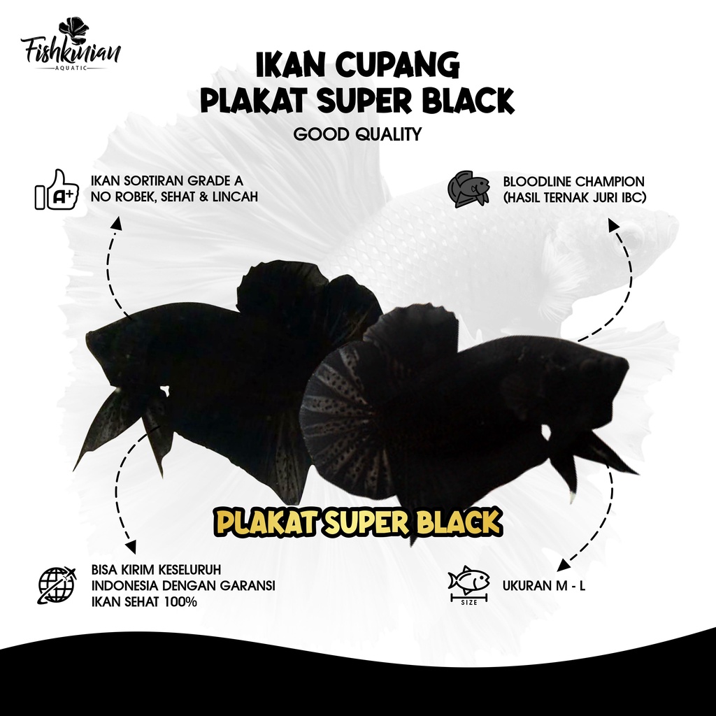 Jual Ikan Cupang Plakat (PK) Super Black Grade A | Shopee Indonesia