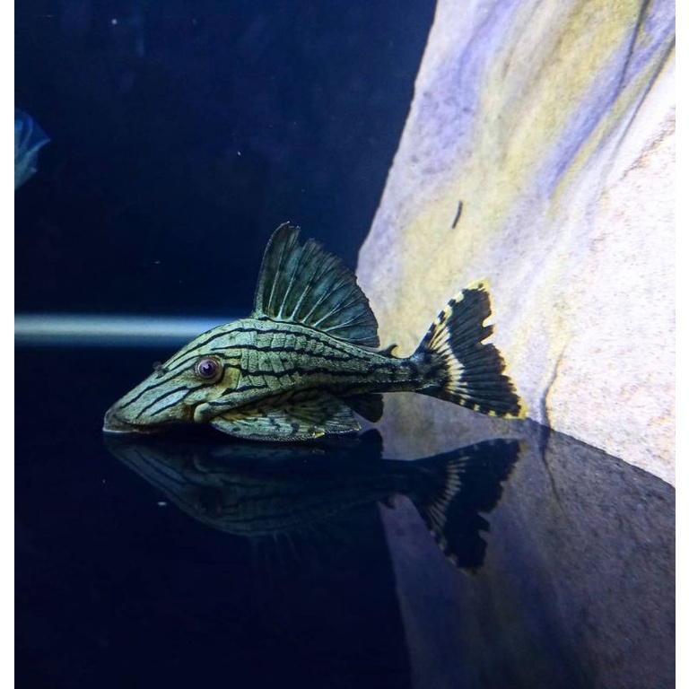 Jual pleco L191 / ikan pleco royal panaque / ikan pleco import | Shopee ...