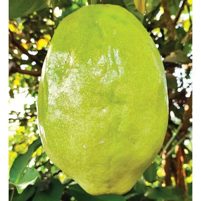 Jual Bibit Tanaman Markisa Jumbo Buah Markisa Jumbo VIRRALL B1 | Shopee ...