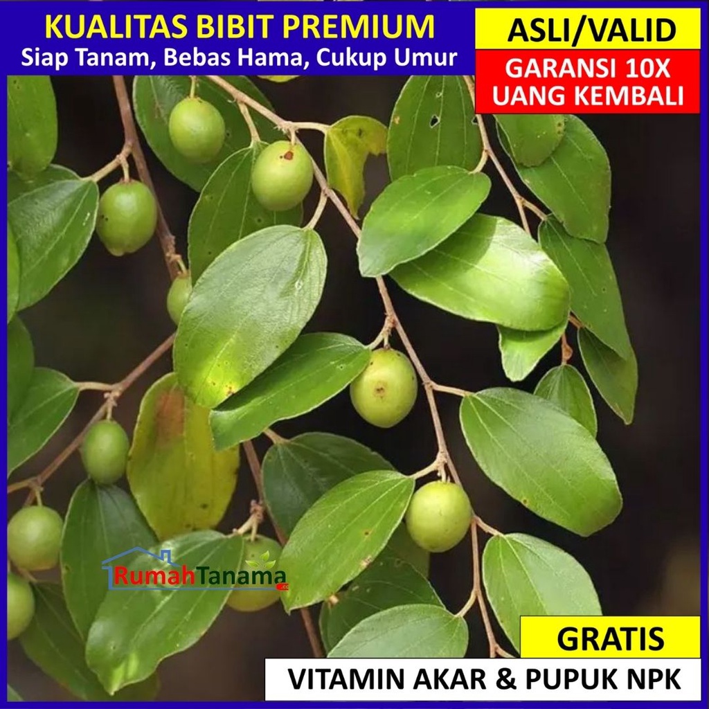 Jual Bibit Bidara Asli Bergaransi, Pohon buah Bidara Arab Valid ...