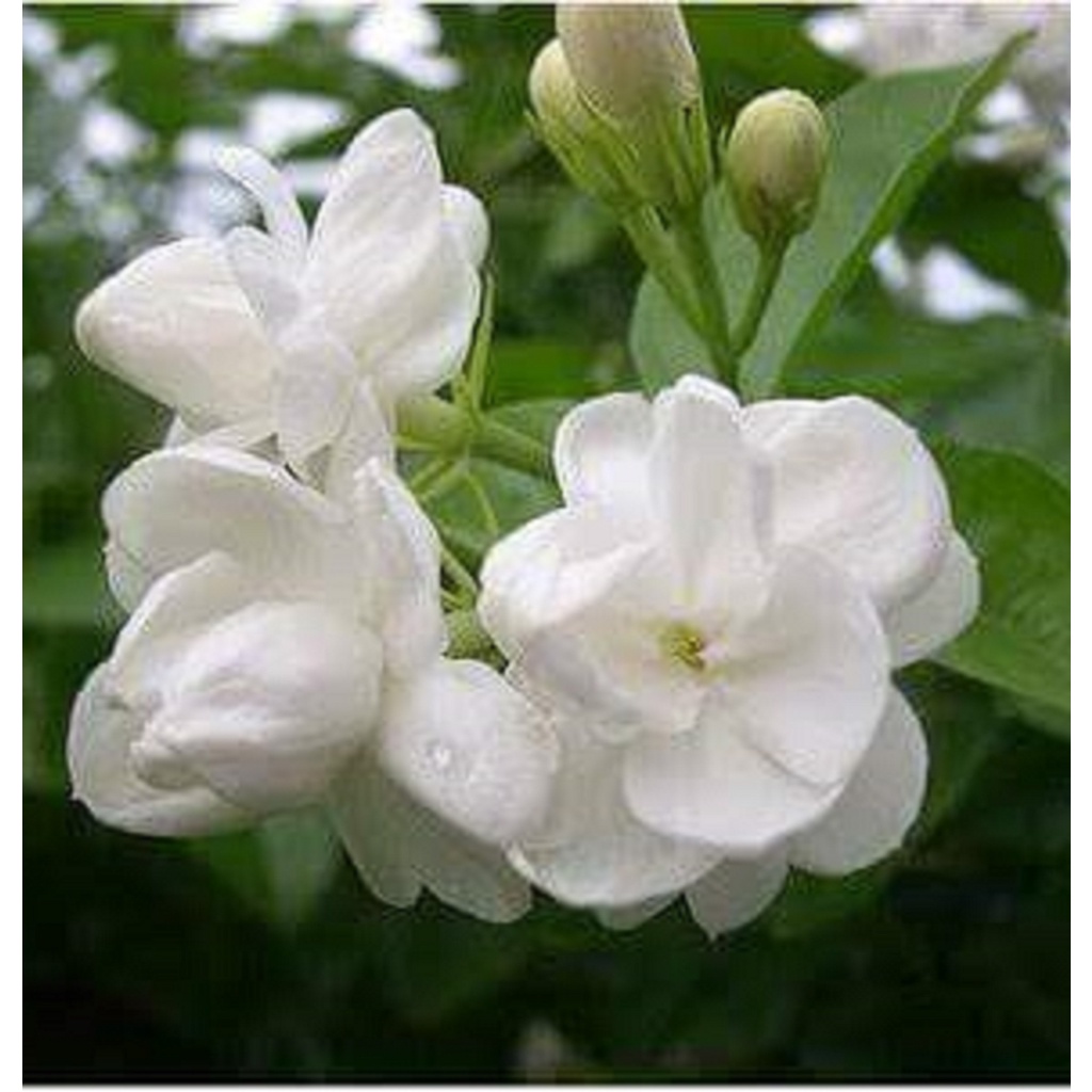 Jual MELATI JAWA MELATI LOKAL bunga wangi tanaman berkwalitas | Shopee ...