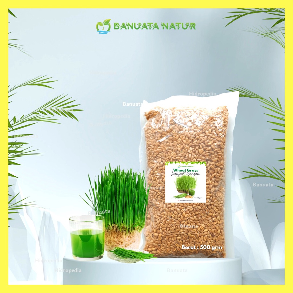 Jual Benih Bibit Wheat grass WheatGrass Rumput Gandum (Isi 500 gram ...