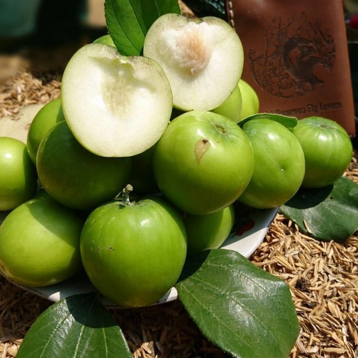 Jual Tanaman Putsa ( Apel India ) 40cm CCC | Shopee Indonesia