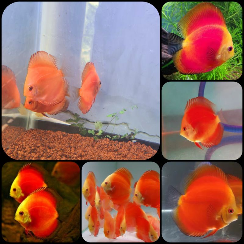 Jual ikan discus red melon untuk aquarium dan aquascape | Shopee Indonesia