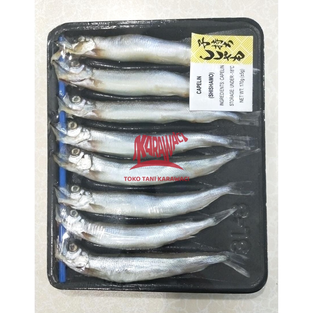 Jual Ikan Capelin / Shisamo Fish - PREMIUM | Shopee Indonesia