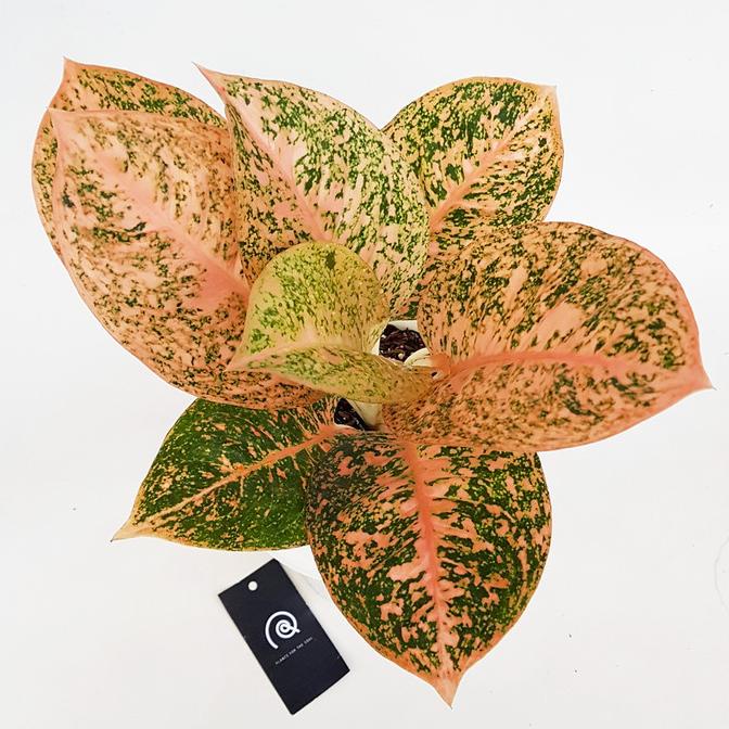Jual Aglaonema Stardust Orange - Tanaman Hias / aglonema / houseplant | Shopee Indonesia