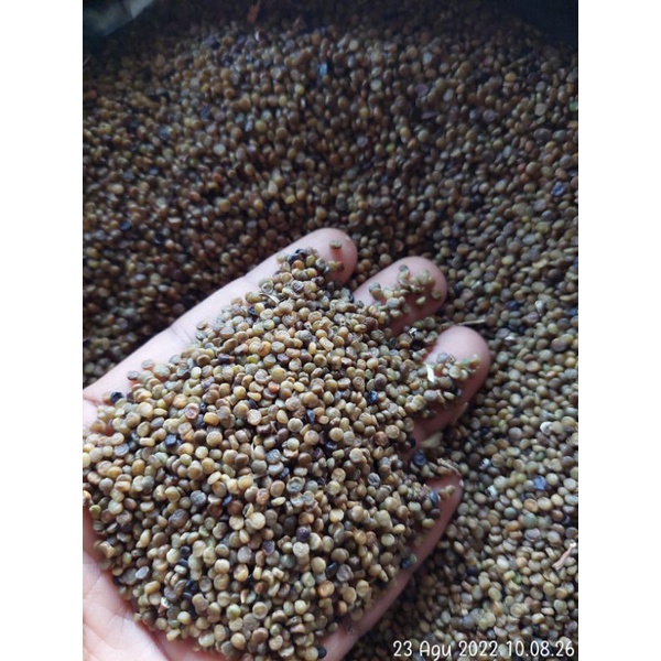 Jual benih indigofera 100 gram | Shopee Indonesia