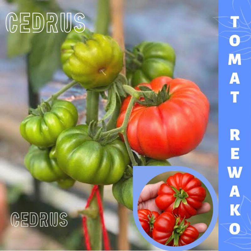 Jual TOMAT REWAKO (isi-9) - Benih Biji Sayur Tomat Mawar Keriting ...
