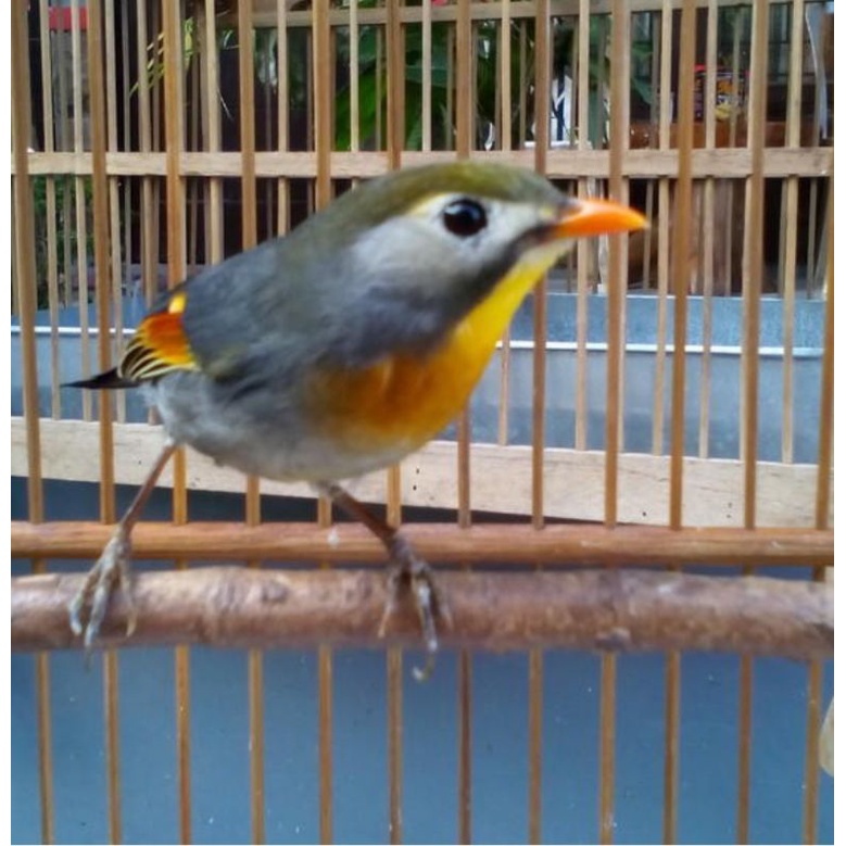 Jual burung robin pilihan jantan super | Shopee Indonesia