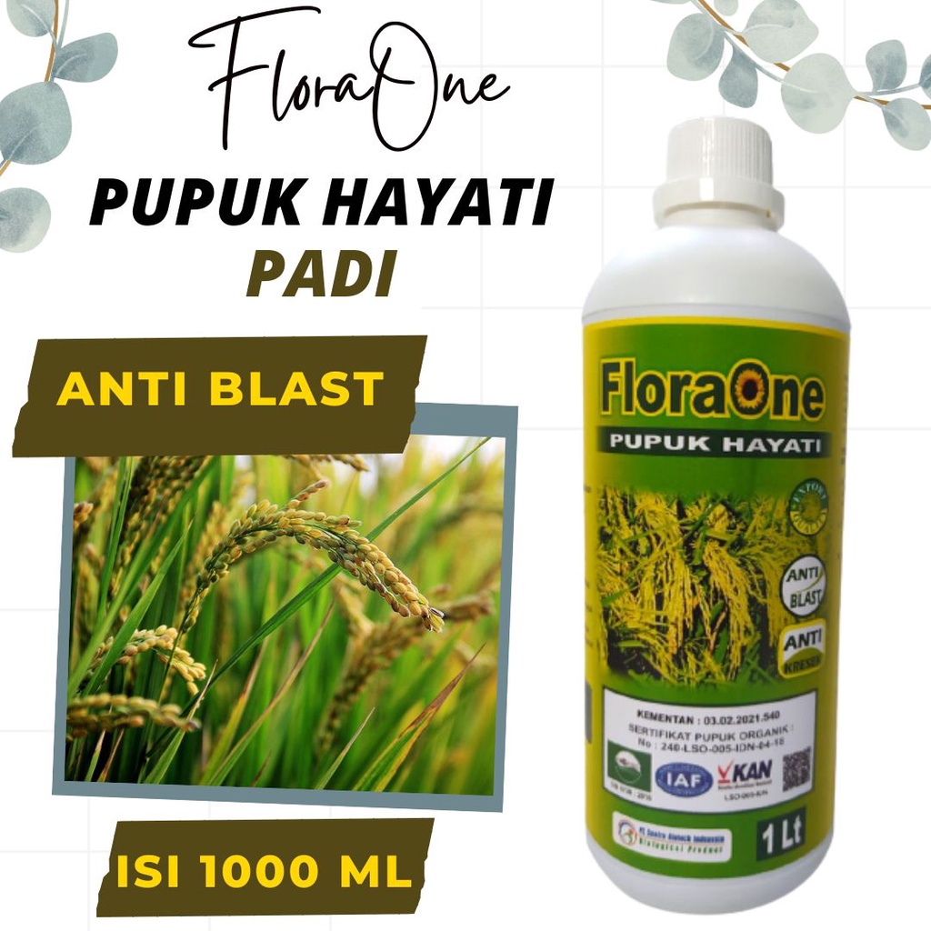 Jual Pupuk Padi Cair Masa Pertumbuhan, Obat Padi Agar Buah Berbobot ...