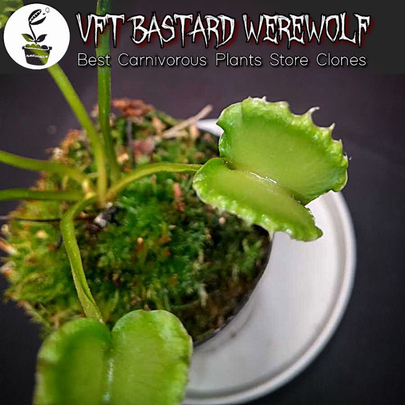 Jual Tanaman Karnivora Pemakan Serangga Venus Fly Trap / VFT Bastard Werewolf (BCP Clone ...