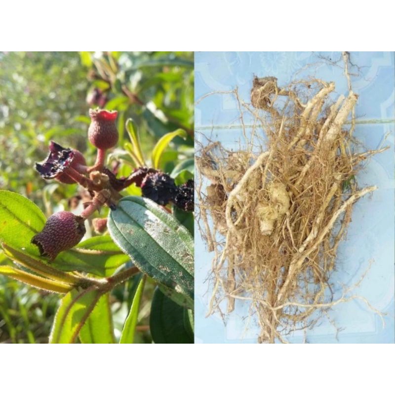 Jual Akar senduduk atau senggani | Shopee Indonesia