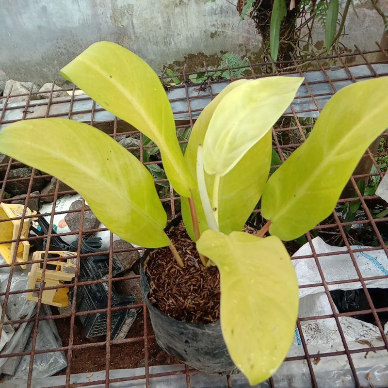 Jual TANAMAN HIAS INDOOR. Tanaman pilo lemon, pilo monled, pilo ...