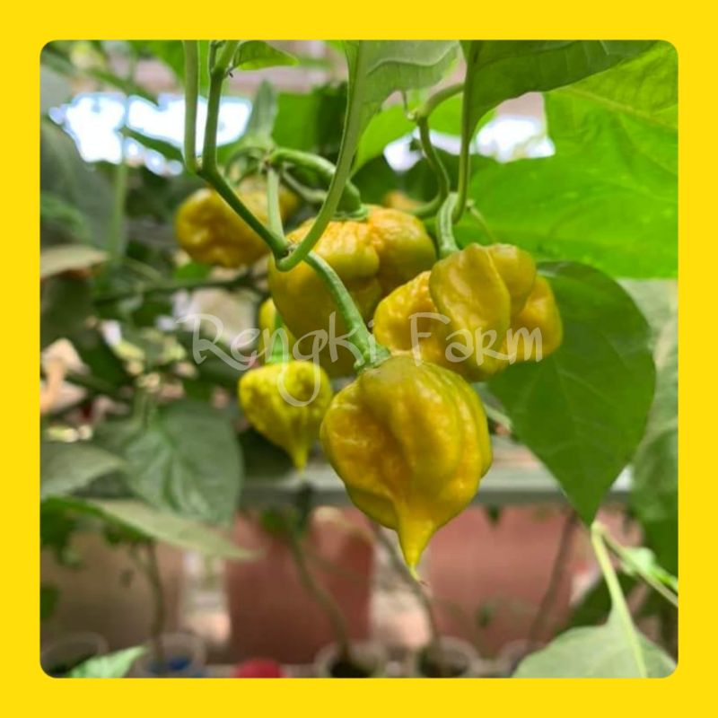 Jual Buah Cabai CAROLINA REAPER SENAPE jenis cabe terpedas | Shopee ...
