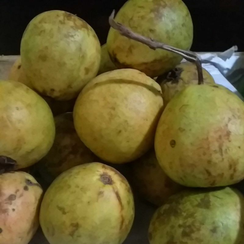 Jual Jambu Merah | Shopee Indonesia