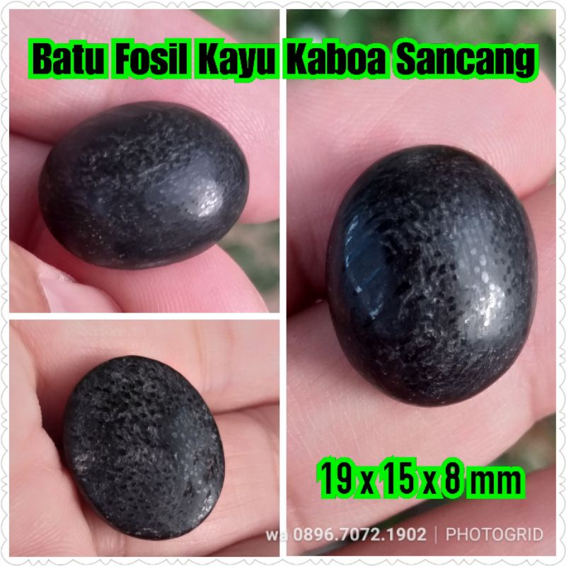 Jual batu fosil kayu kaboa sancang asli kode 4 no bacan kalimaya pirus ...